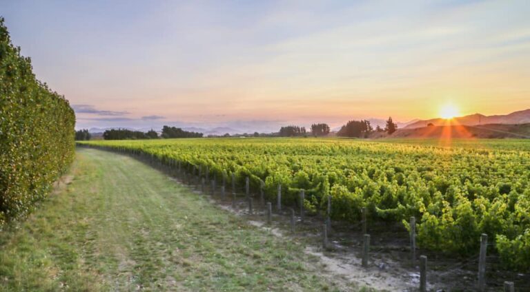 Cable Bay (New Zealand) – Black Stallion Wines & Spirits